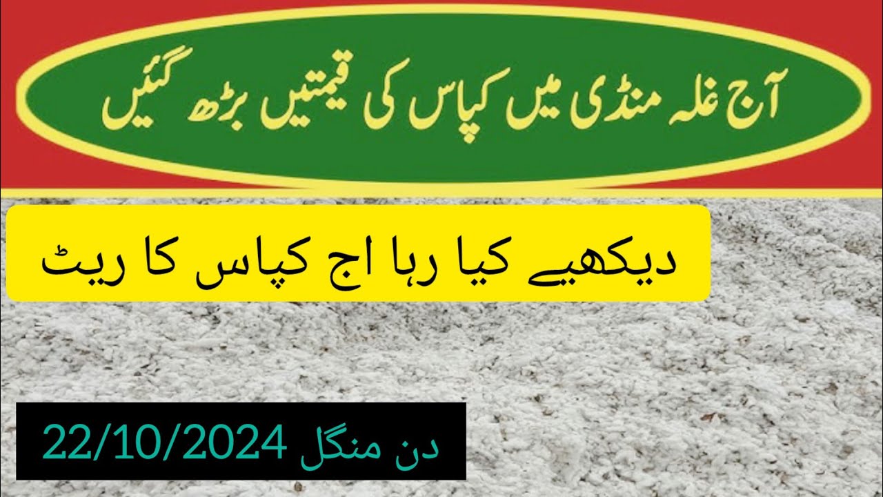 Today cotton rate in Punjab Pakistan | Kapas ka rate today !aj Kapas ka ...