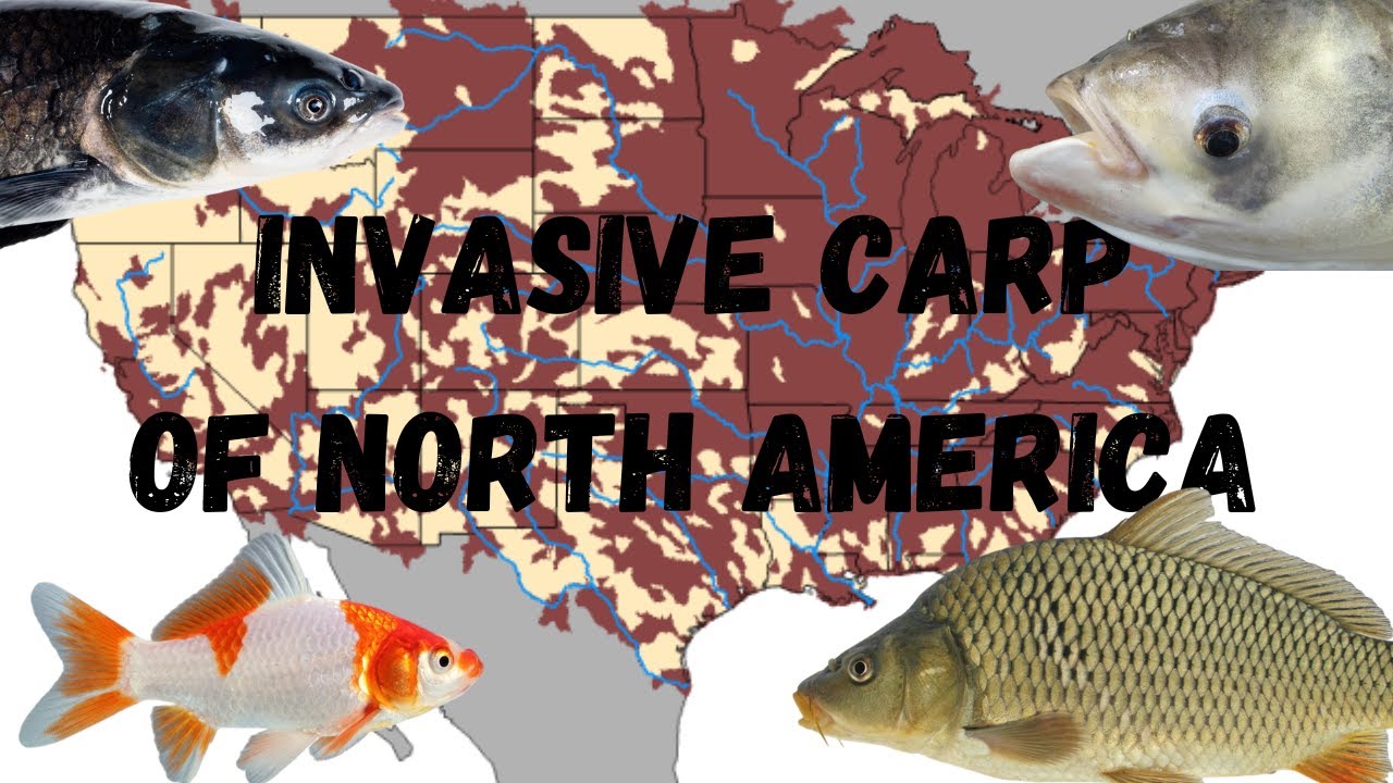 The Invasive Carp Species of North America (and why they're a problem ...