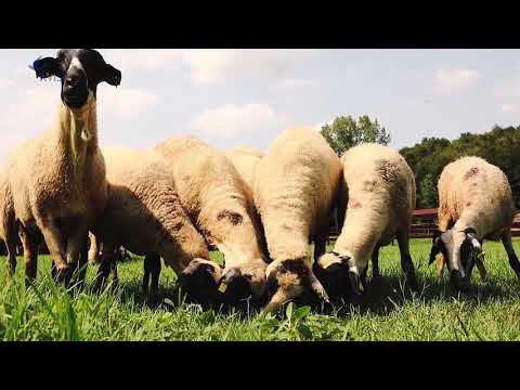 KURBAN BAYRAMINIZ MÜBAREK OLSUN!