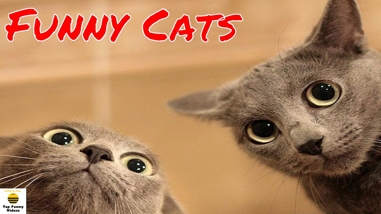 Funny Cats Compilation 2017 🐱🐱 [P5] | Best Funny Cat Videos Ever ...