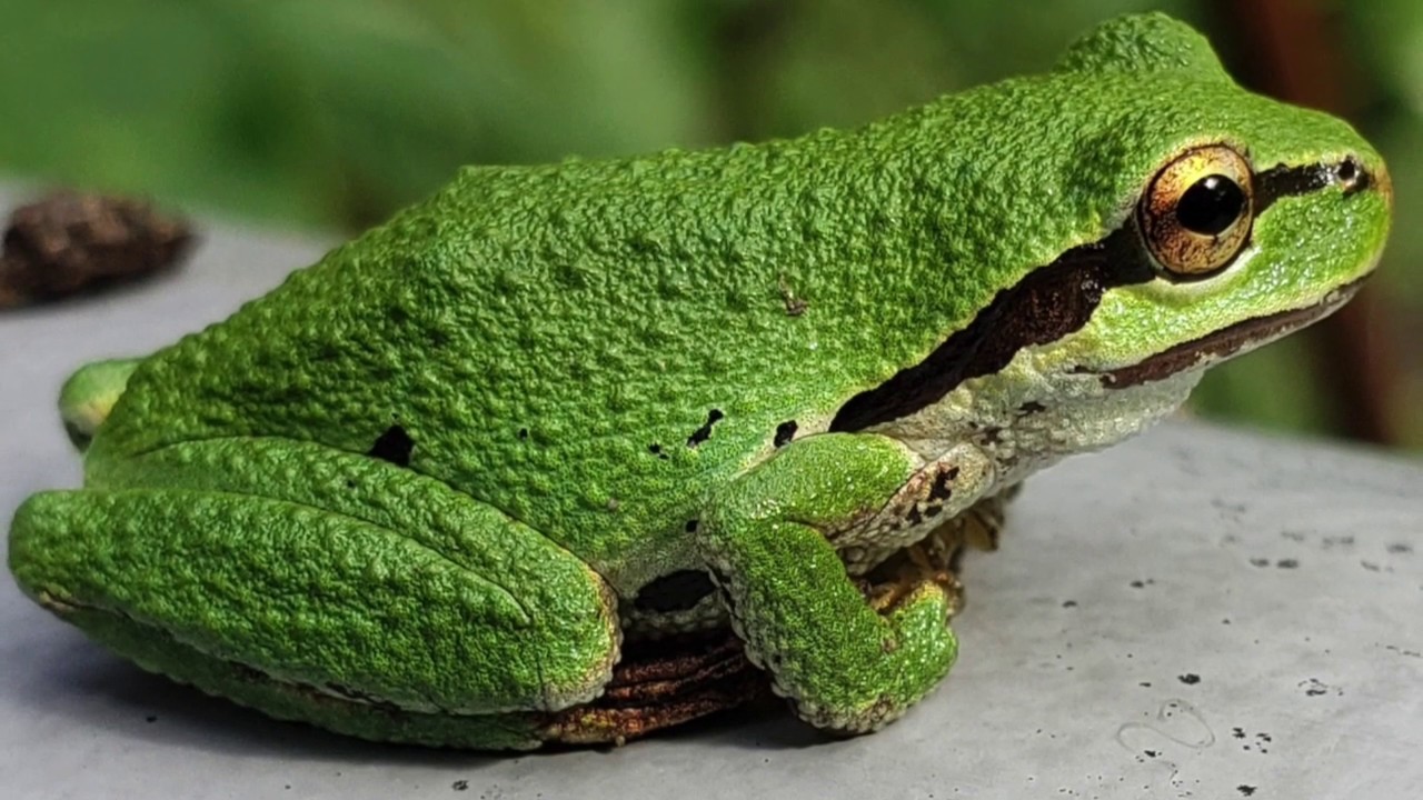 Pacific Chorus Frog song - YouTube