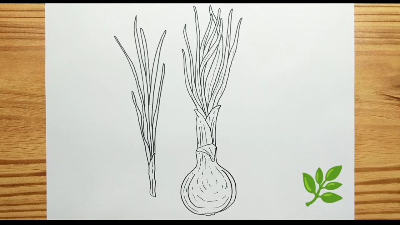 Green Onion Sketch