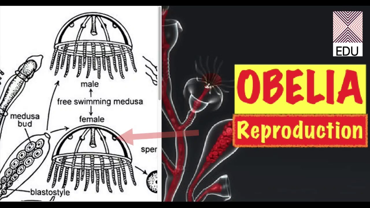 Obelia: Reproduction in Obelia I Asexual and Sexual Modes [ZOOSQUARE ...