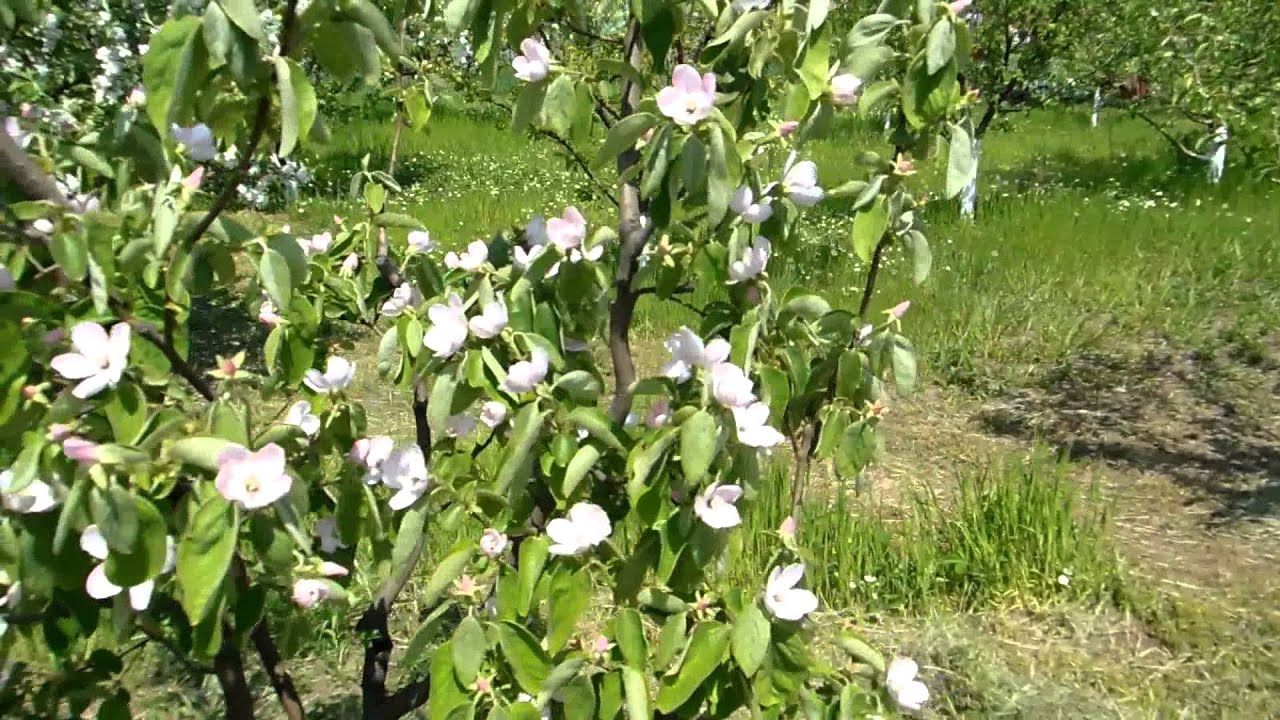 Gutui inflorit - YouTube