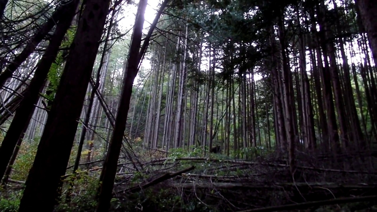공기마을 편백나무숲 , 전주 상관 죽림리 , Jeonju cypress Forest , 피톤치드(Phytoncide) 풍부함 ...