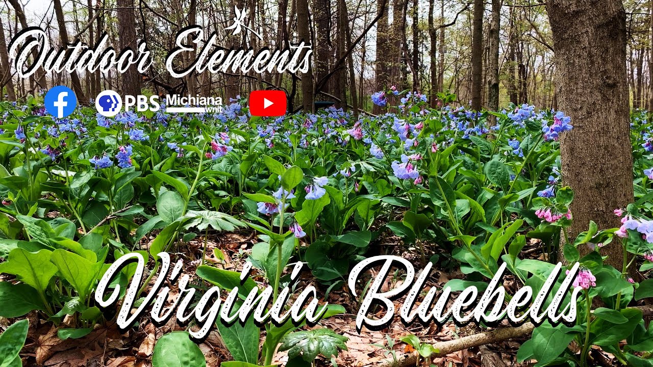 From Pink to Blue: Virginia Bluebells | Outdoor Elements - YouTube