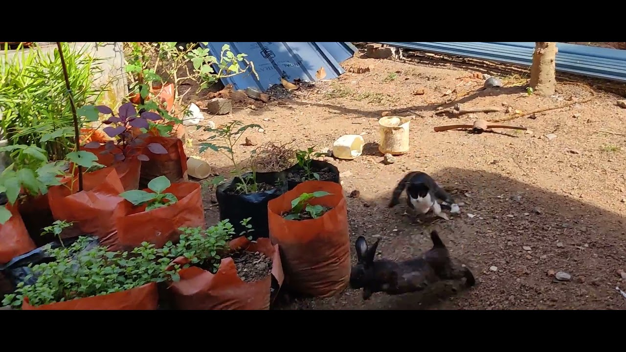 zimba the cat fight with rabbit - YouTube