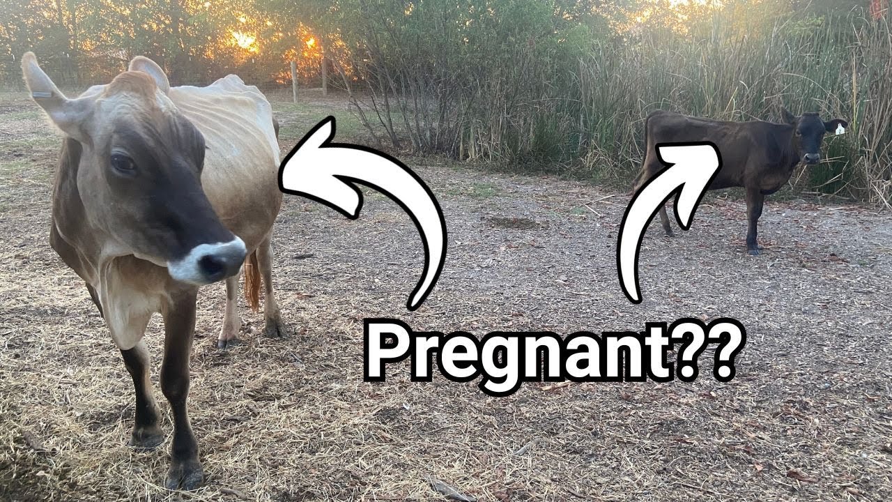 Cows Get Pregnancy Check and Hooves Trimmed! - YouTube