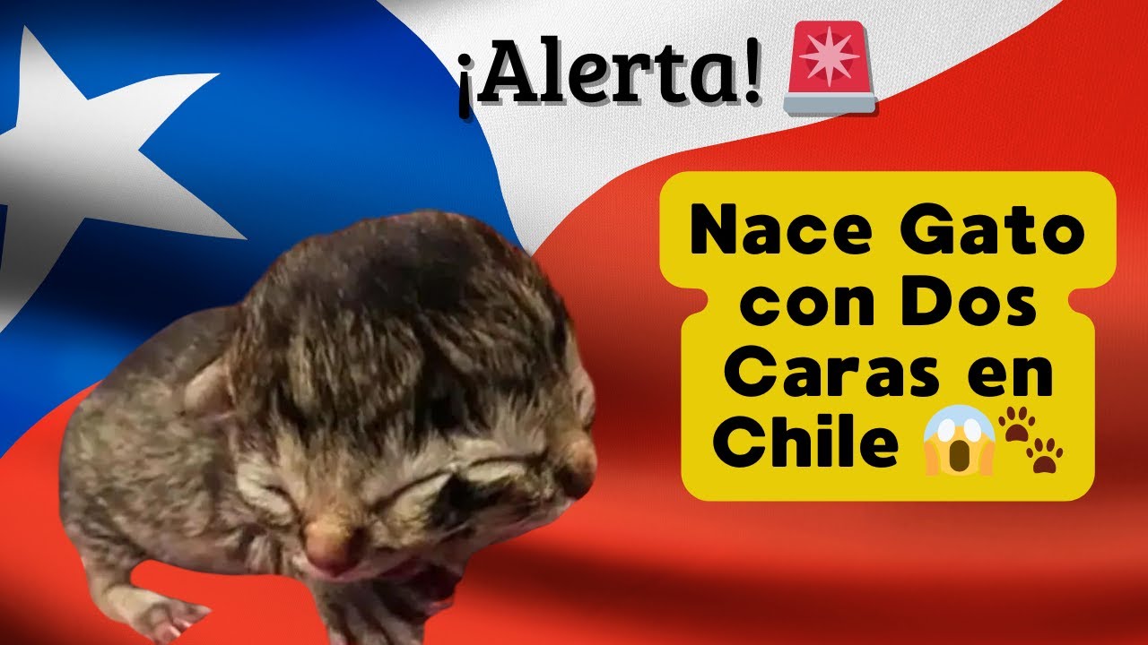 ¡Conoce al Gato con Dos Caras que Está Conquistando Chile! ️🐾 - YouTube