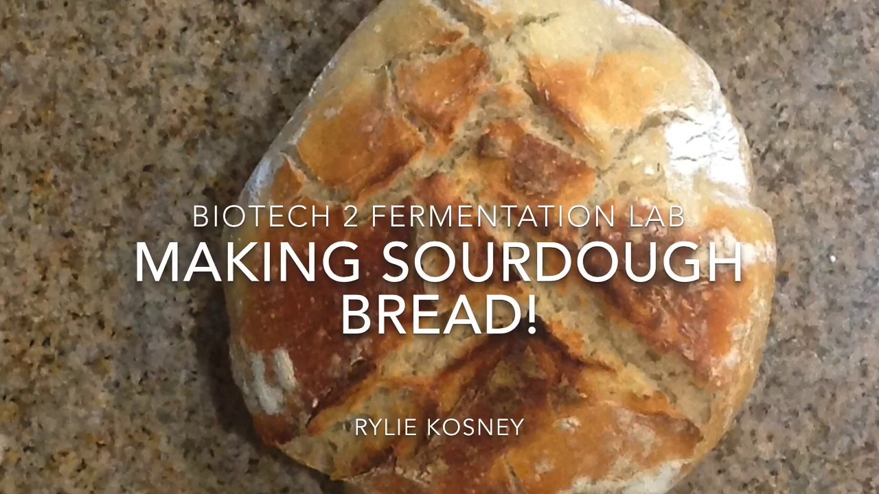 Biotech II Fermentation Lab // Making Sourdough Bread! - YouTube