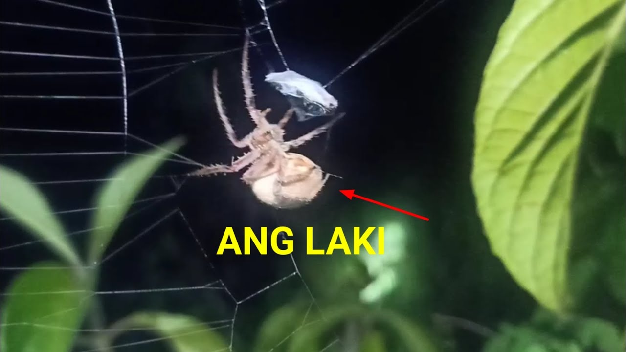 GAGAMBANG DAMO#gagambafight#spider#gagamba#nature - YouTube