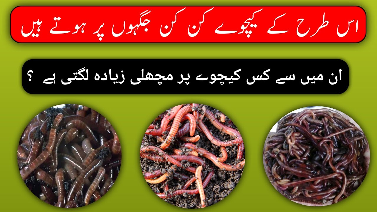2 types of worms: which earthworm catches the most fish? - YouTube