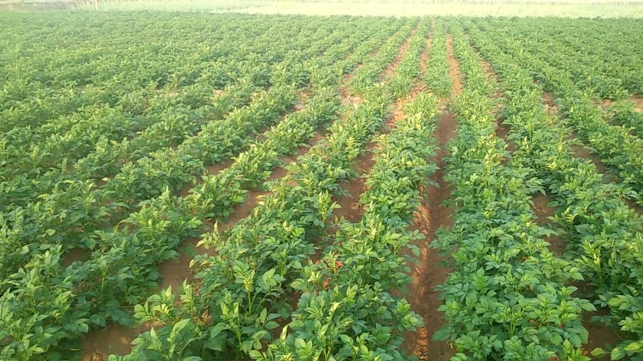 Potato ki Kheti - YouTube