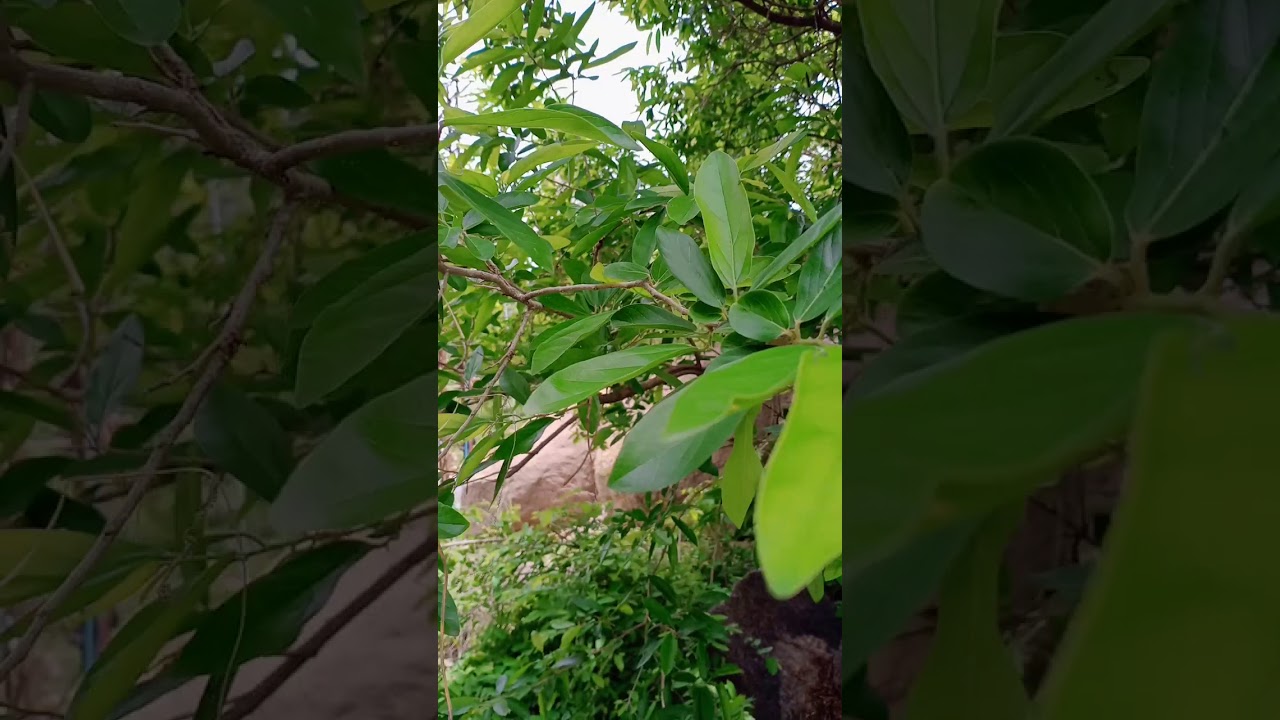 Ankola tree(5) - YouTube