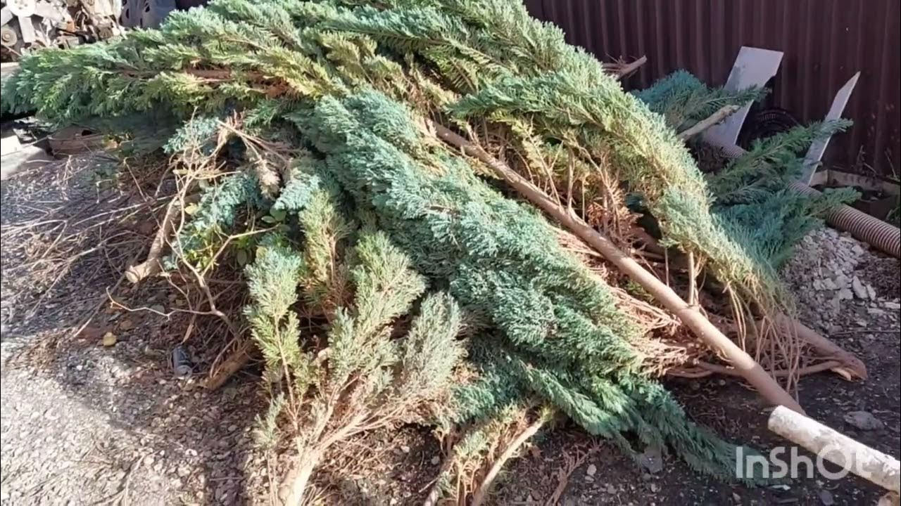 Стригаем Можевейники И розы 🌹 🌹 🌹 идёт Генеральная Уборка - YouTube