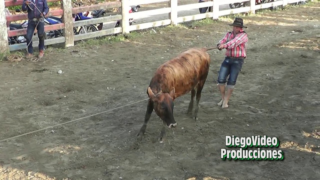 lazo criollo - YouTube