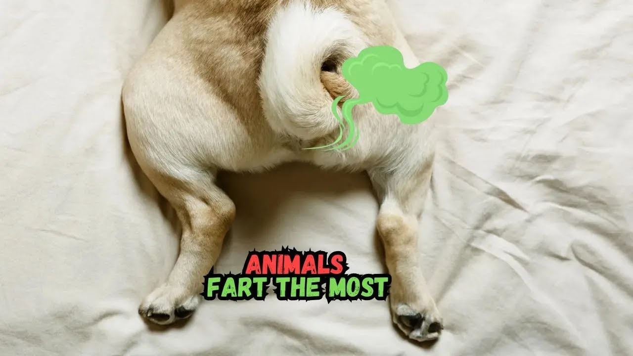 Top 10 Animals That Fart the Most - YouTube