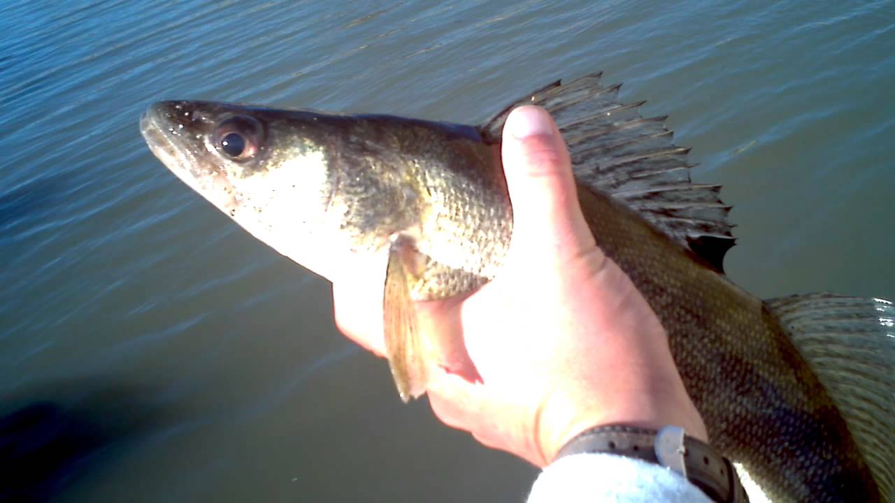 Walleye Caught in the winter at El Dorado Lake Kansas - YouTube