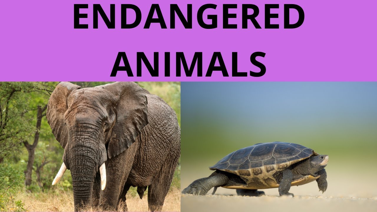 ENDANGERED ANIMALS || likely to become extinct || ENGLISH READER ...