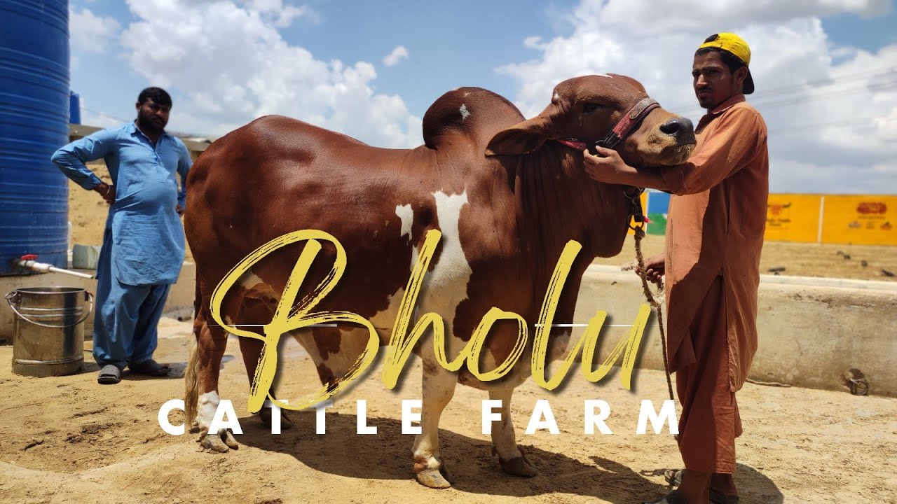 Bholu Cattle Farm | Cattle Farming business - YouTube