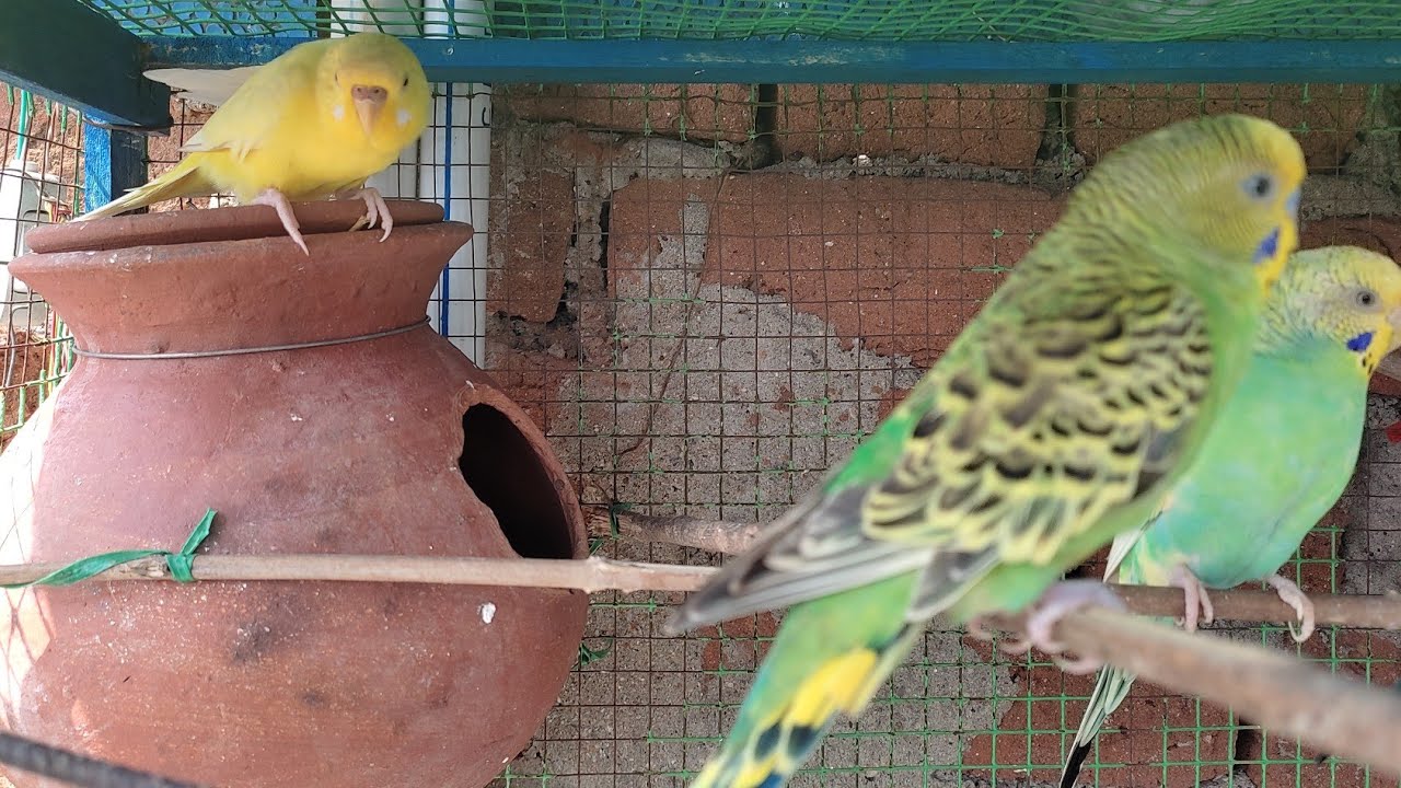 bajri birds bugging step by step bajri tota ki matki kaise lagaye 2022 ...