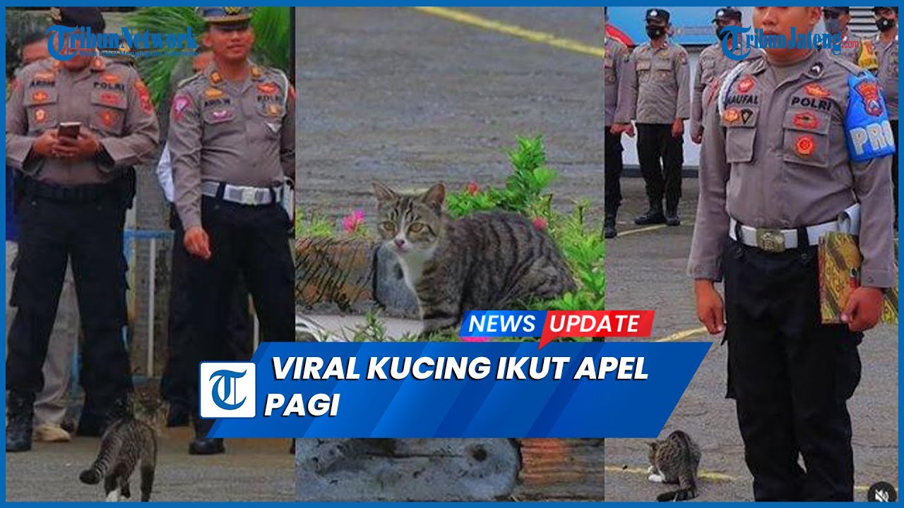 Viral Kucing Ikut Apel Pagi Temani Kapolres bak Ajudan - YouTube