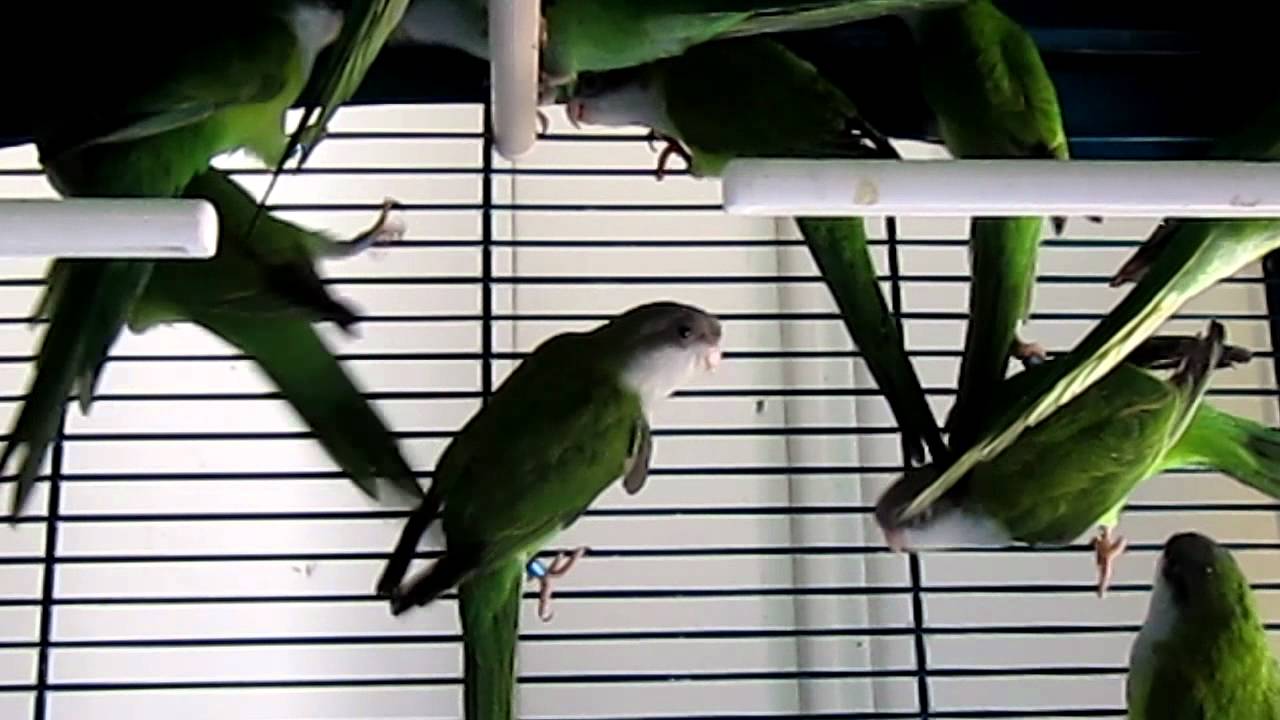 I miei parrochhetti della Sierra (Psilopsiagon Aymara) - YouTube