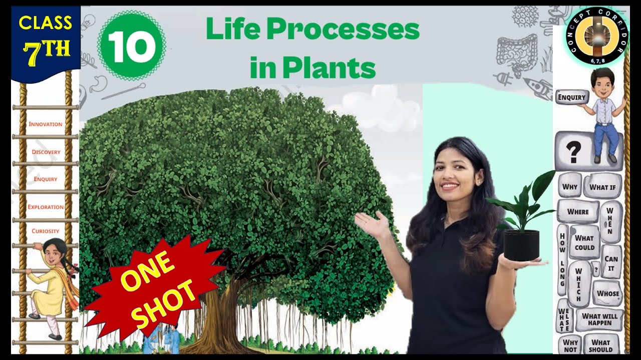 Life Process in Plants In One Shot | Chapter 10 | Class 7 Science ...