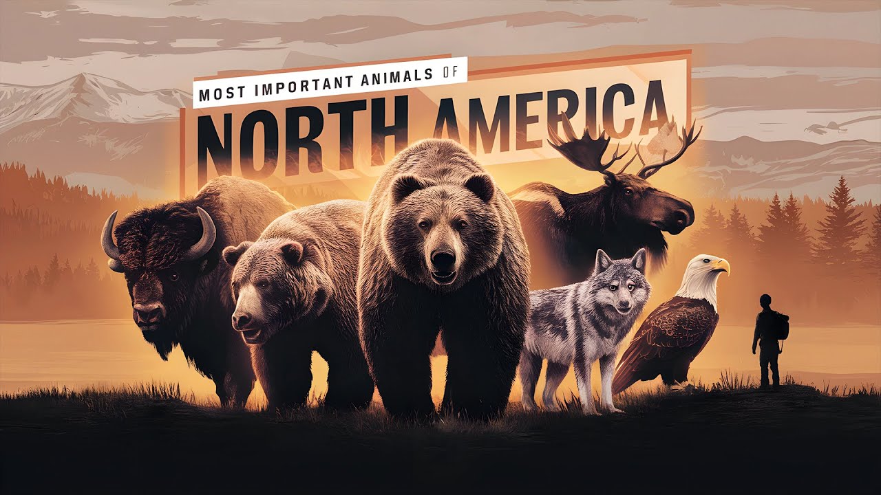12 Most Important Animals of North America | Wildlife Side - YouTube