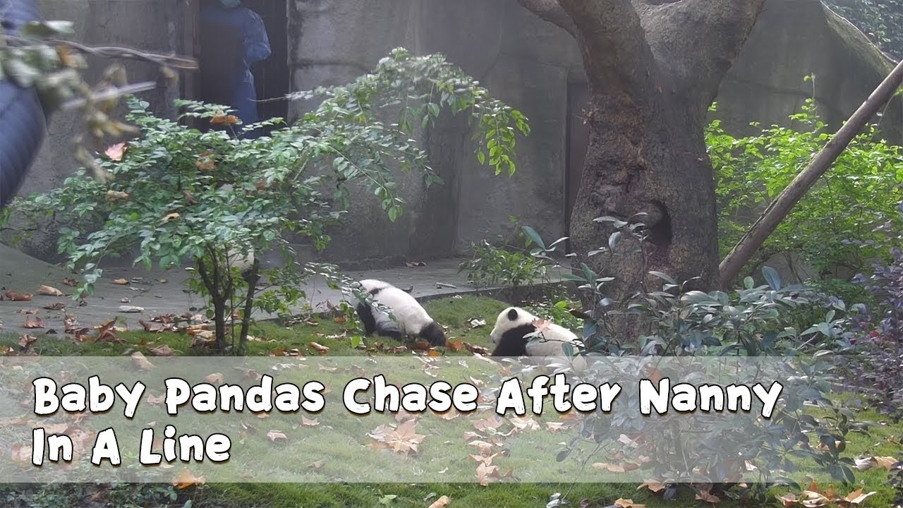 Baby Pandas Chase After Nanny In A Line | iPanda - YouTube