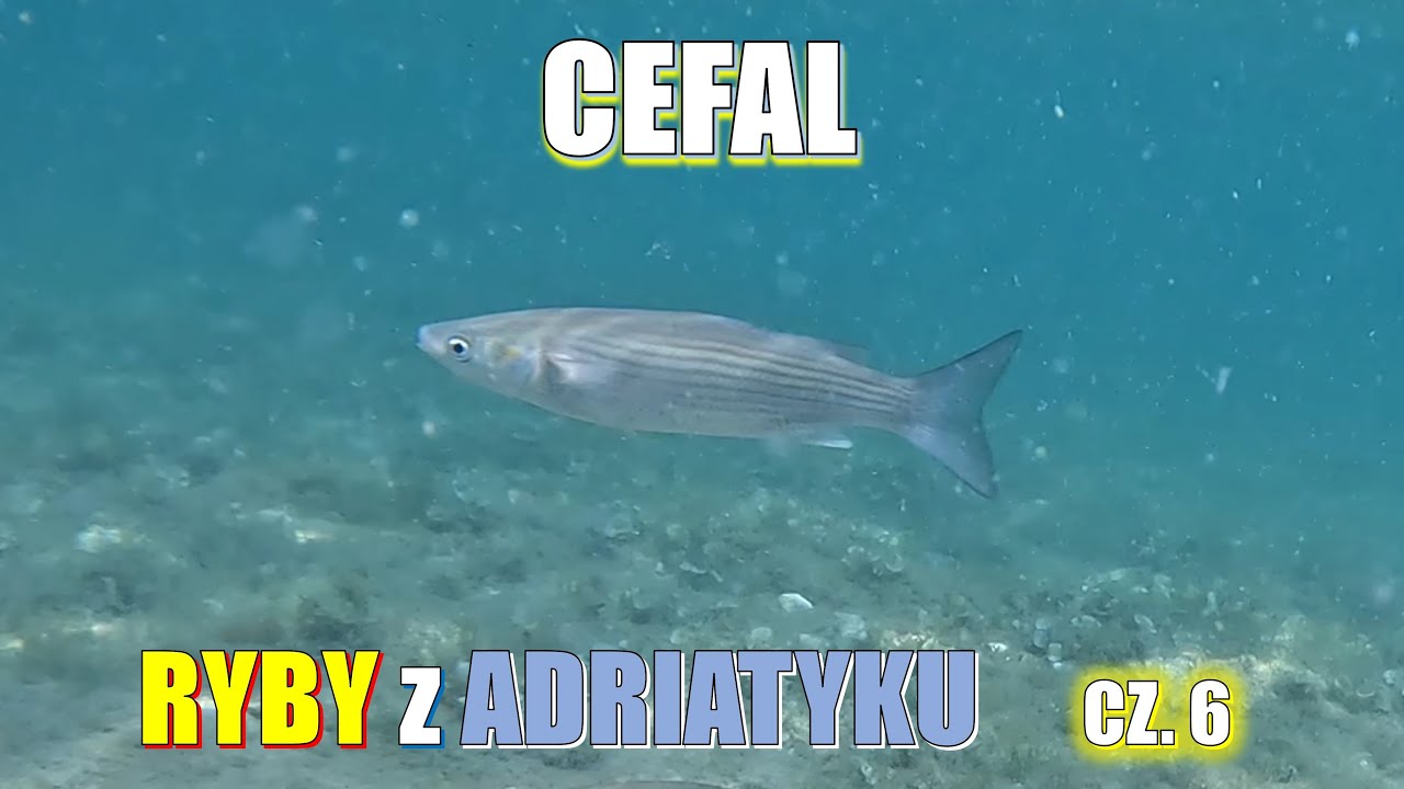 RYBY z ADRIATYKU cz. 6. CEFAL (łac. Mugil cephalus). Kamera podwodna HD ...