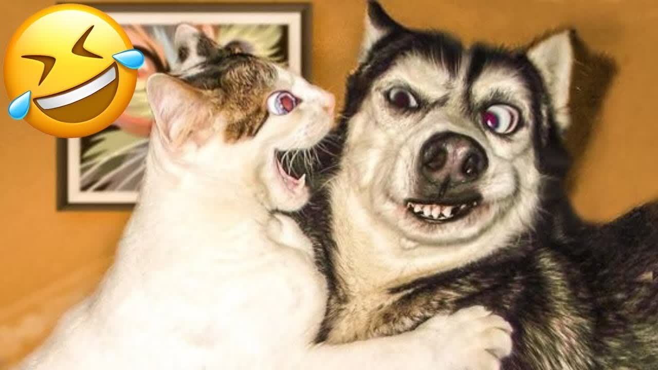 Meilleures vidéos d'animaux drôles pour rire jusqu'en 2024 ─ Chiens et ...