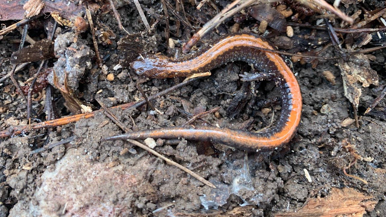 Southern Red-Backed Salamander!! - YouTube