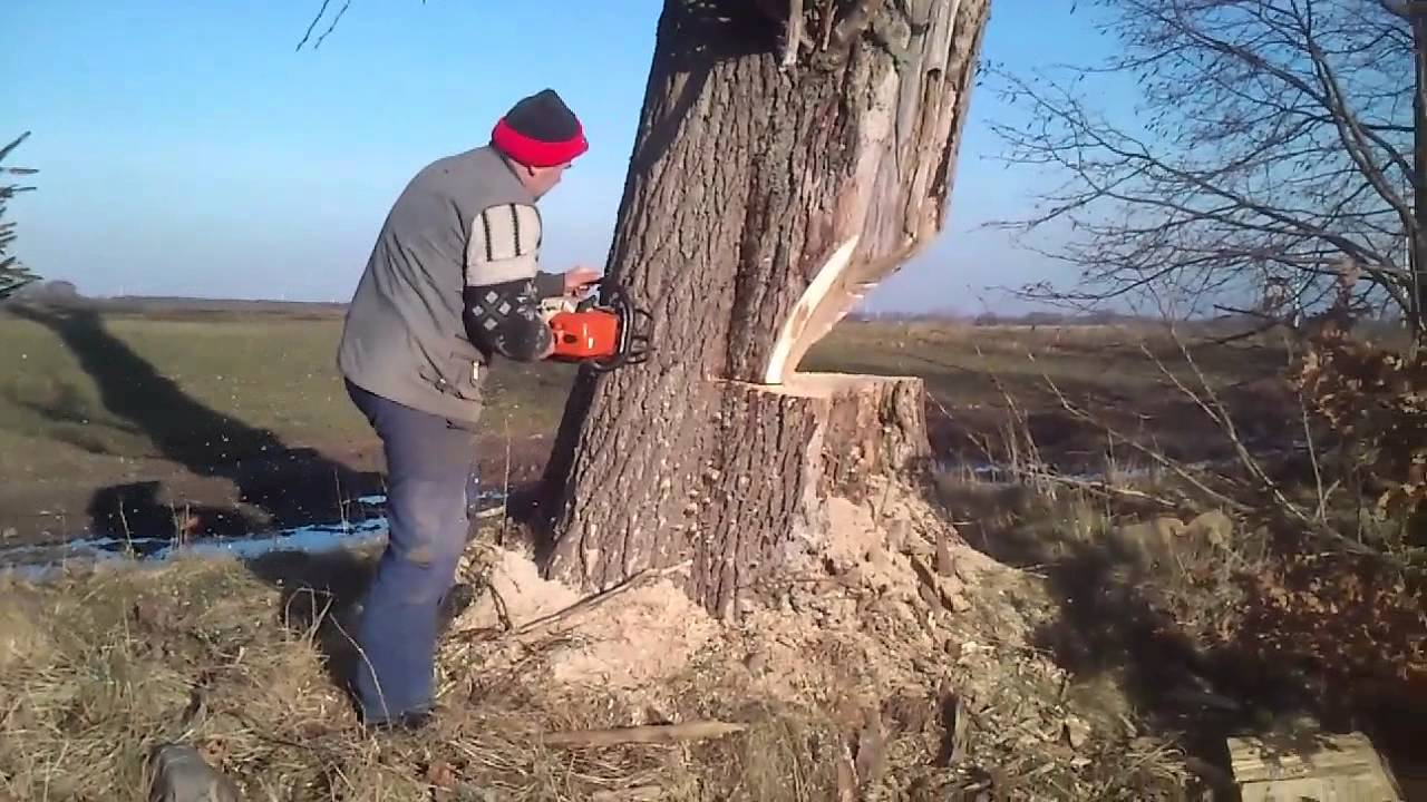 scinanie drzewa - YouTube