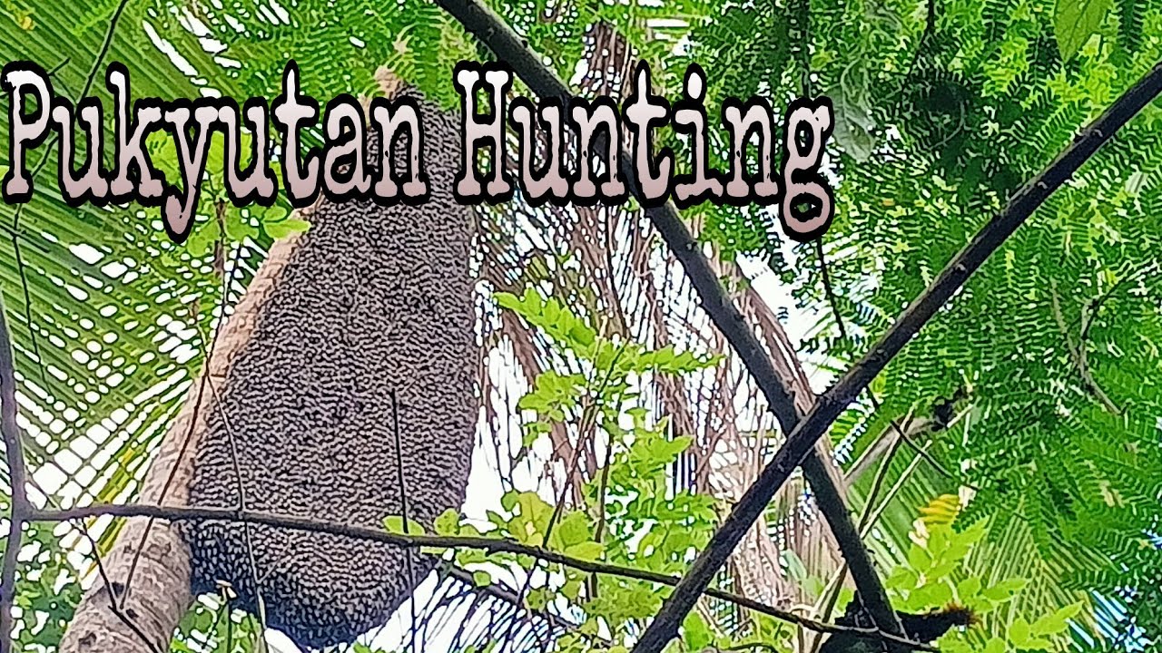 Pukyutan Hunting With Agri Tech Mix Tv|| AGRI AND ADVENTURES - YouTube