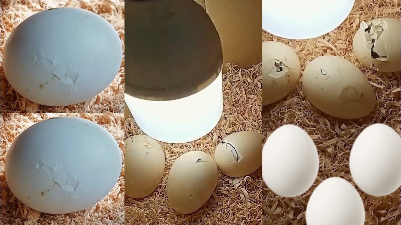 #ASMR NO.12 Baby pigeon 🐣 is ready to come out from her 🥚 eggshell - YouTube