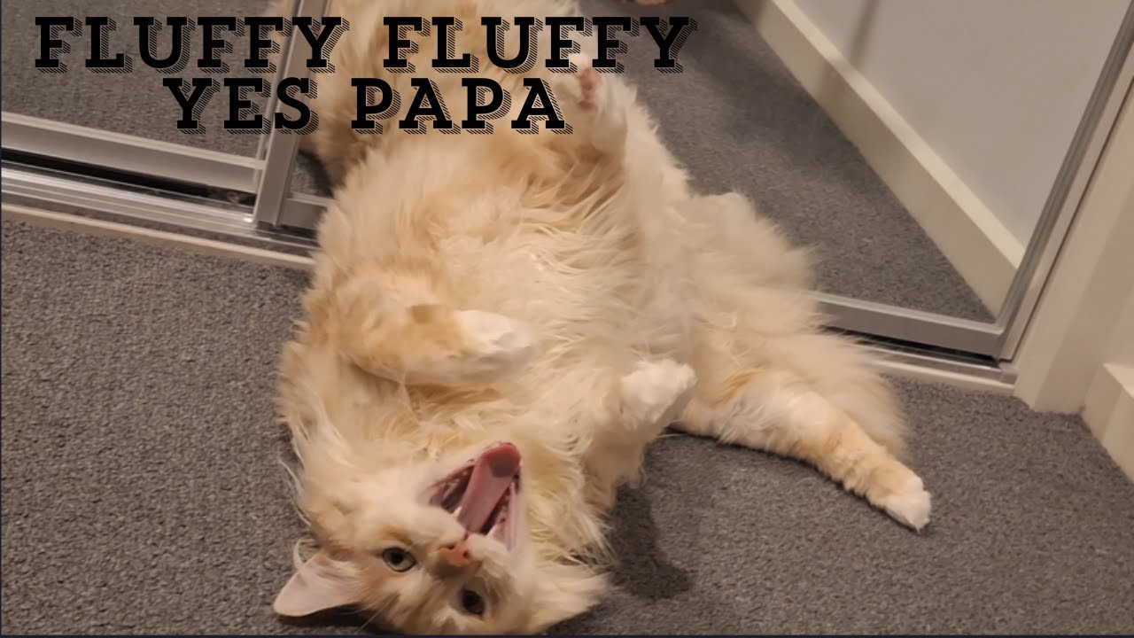 Funny cat videos- Fluffy Fluffy yes papa #cat #catvideo #cutecat #pets ...