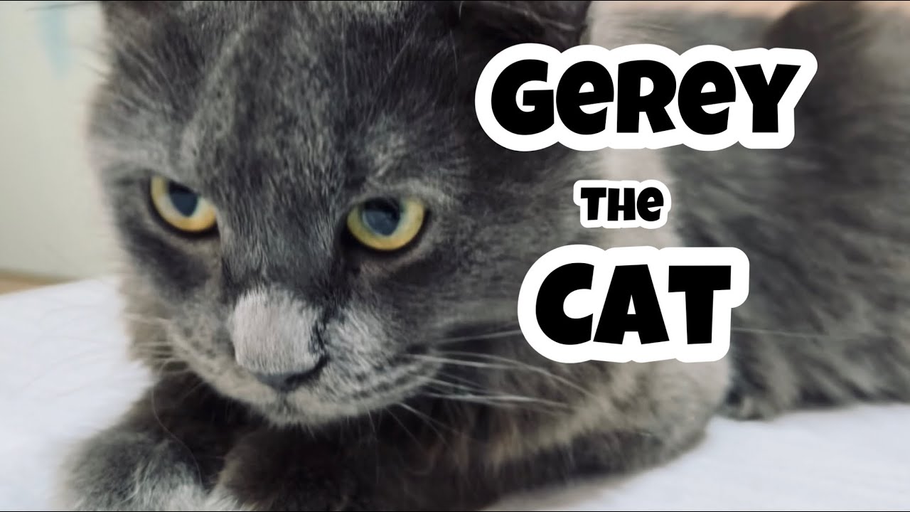 Gerey the CAT #cat #pets #animals - YouTube