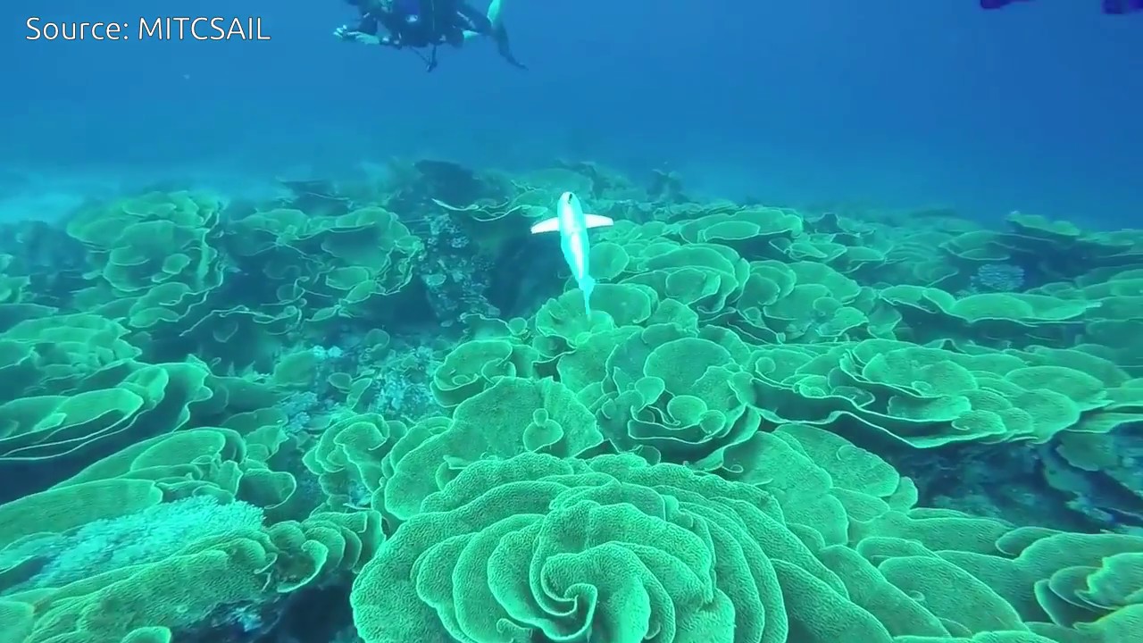 MIT's Soft Robotic Fish "SoFi" swims alongside real ones in coral reefs ...