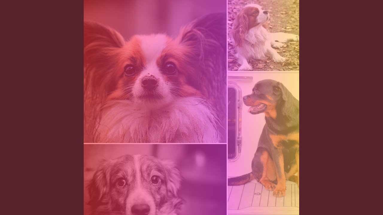 Fiery Dogs Playing - YouTube