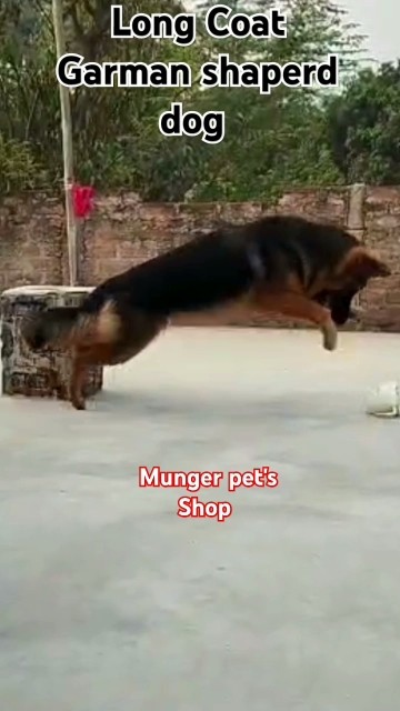 😱dengerous 🥵garman shaperd#munger #dog#garmanshepherd #doglover#pets# ...