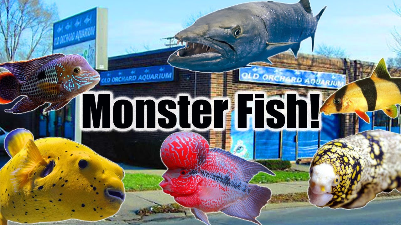 Old Orchard Aquarium Tour | The Best Local Fish Store? - YouTube