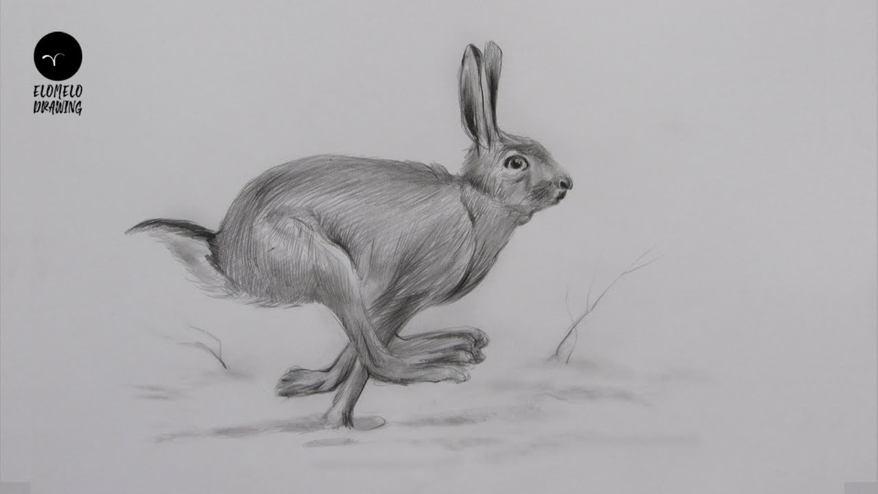 How To Draw A Rabbit : Pencil Sketch : Rabbit Drawing - YouTube