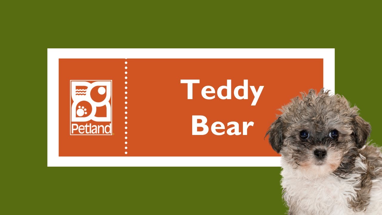 Teddy Bear Fun Facts - YouTube