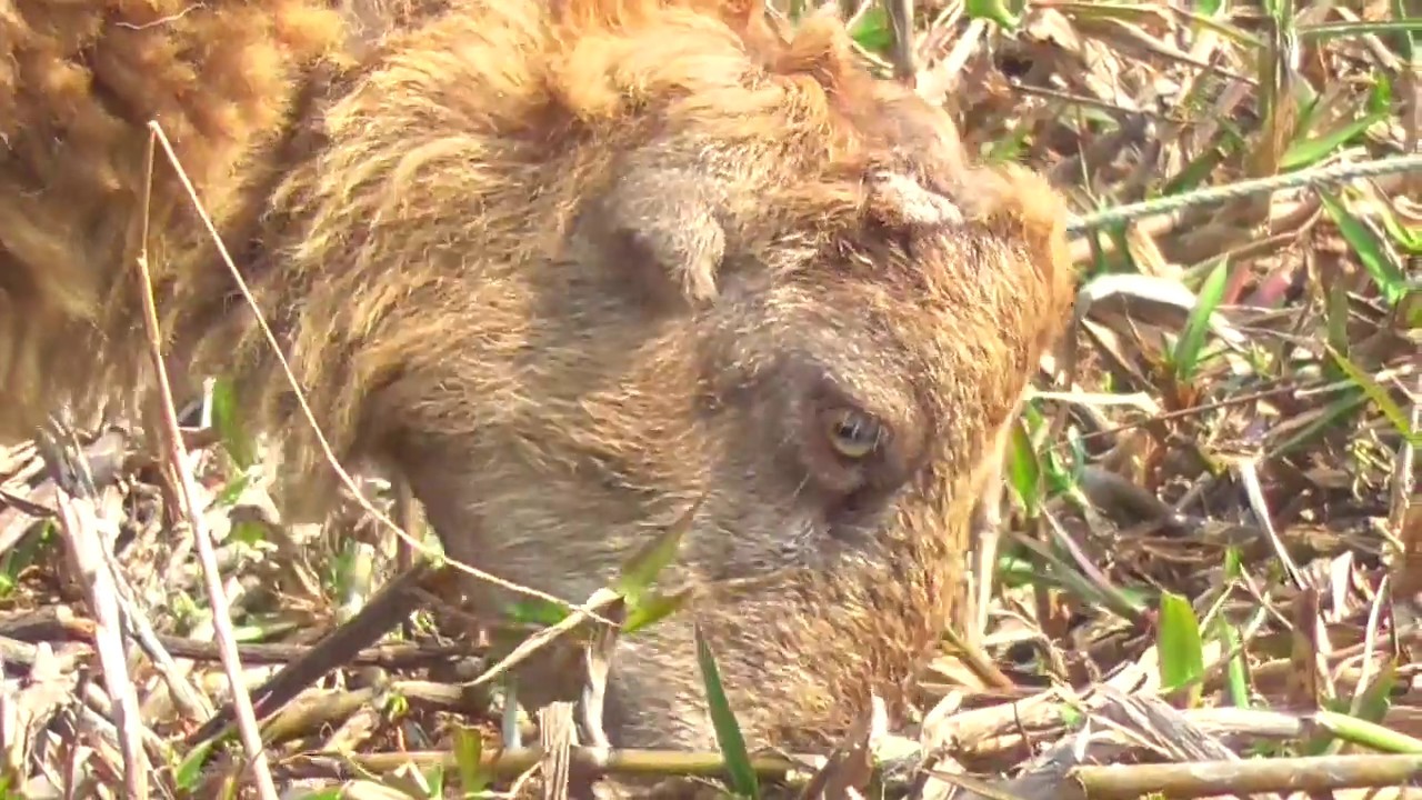 Ram eating dry grass - YouTube