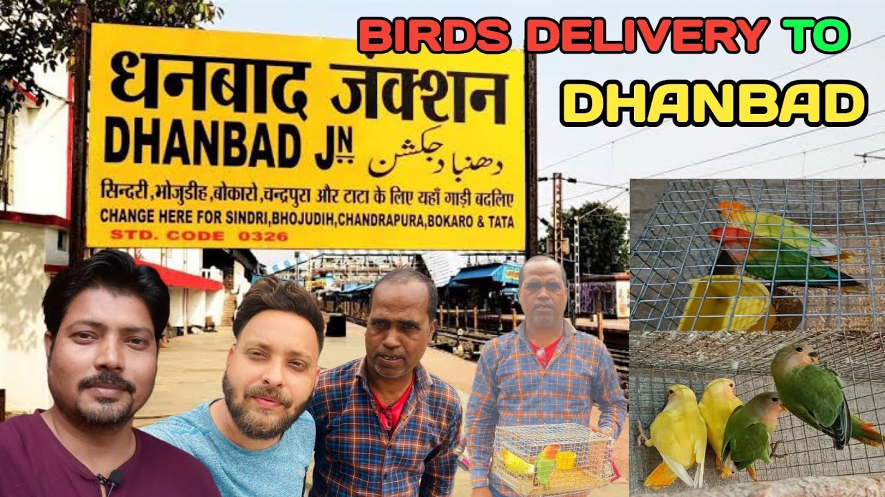 BIRDS DELIVERY TO DHANBAD | Love Bird Breeding Pair Safely Delivery ...