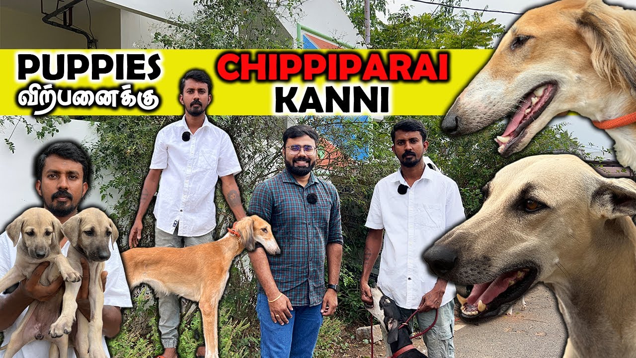 Native Dogs சிப்பிப்பாறை | கன்னி | Dogs for sale | Coimbatore Kennel ...