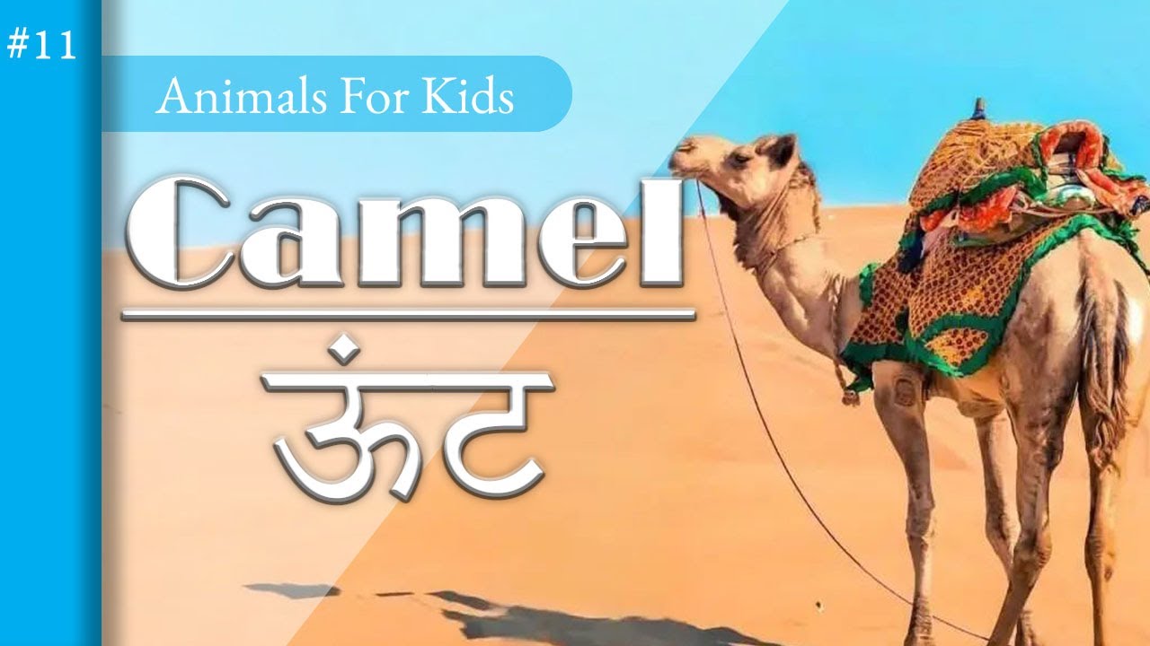 Camel for Kids: Learn All About Camel. Animal Series EP-11 #Camel # ...