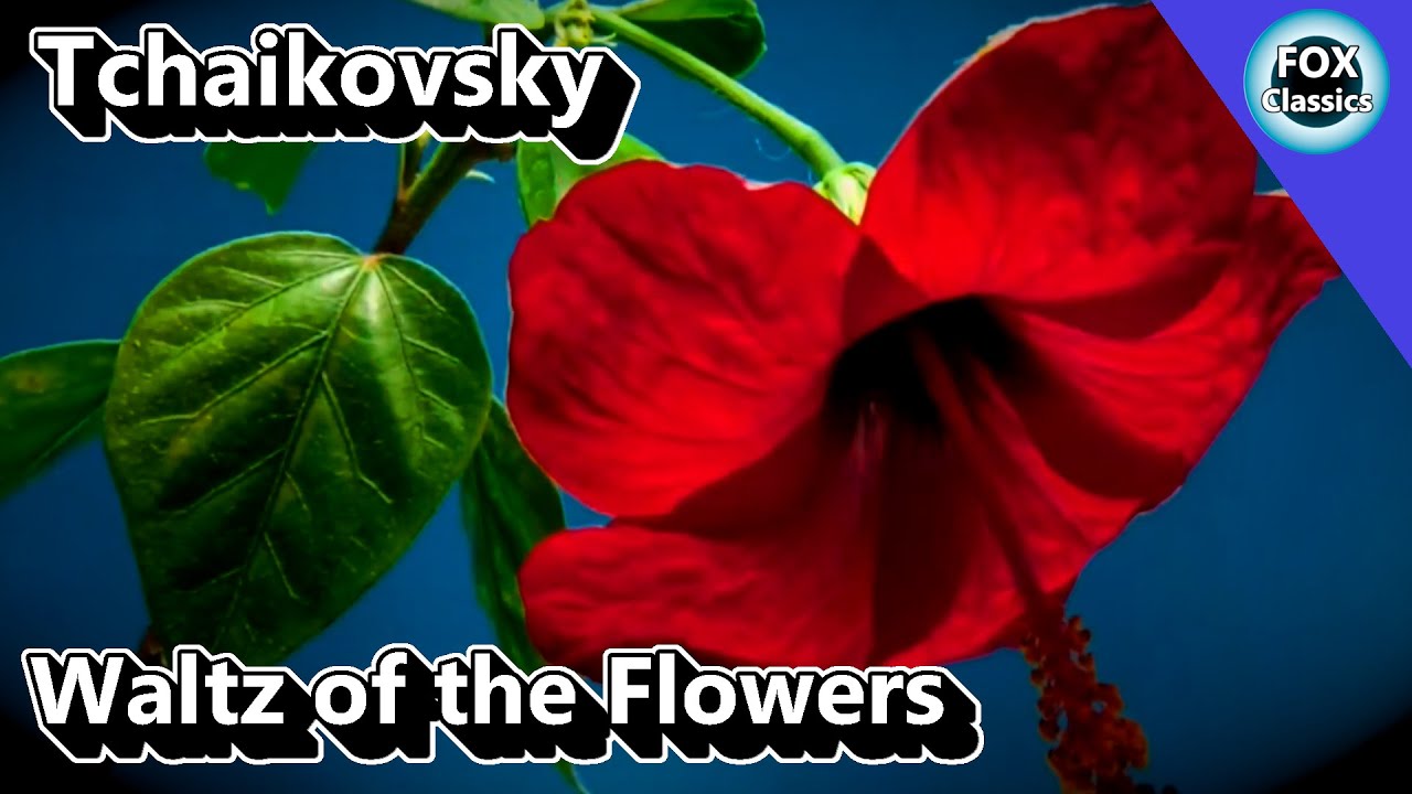Waltz of the Flowers - Tchaikovsky - 4K Video - Let's Have A Look ...