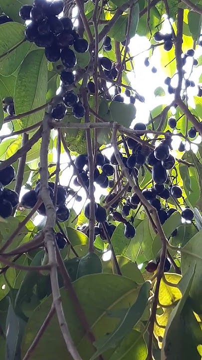 Duhat | Java Plum #fruits - YouTube